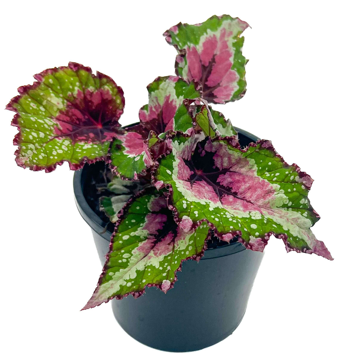 Buy Begonia Beleaf 'Alaska Creek' - Rare Indoor Plant