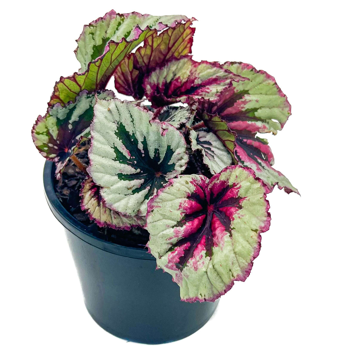 Rare Begonia Beleaf 'Evening Glow' - Chalet Boutique