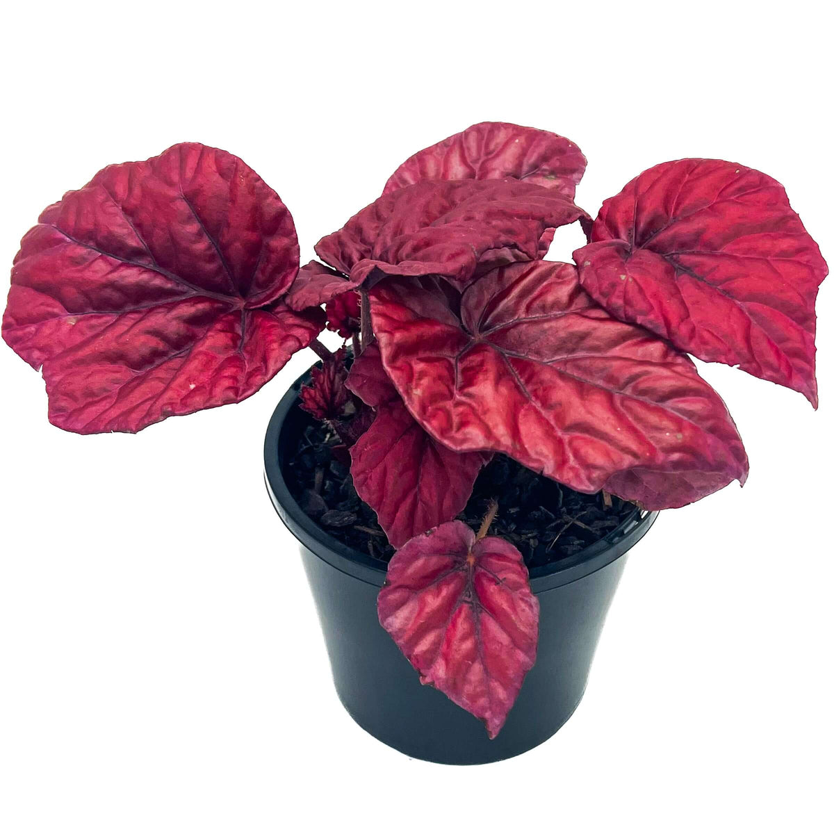 Buy Begonia Beleaf 'Inca Flame' - Rare Indoor Plant