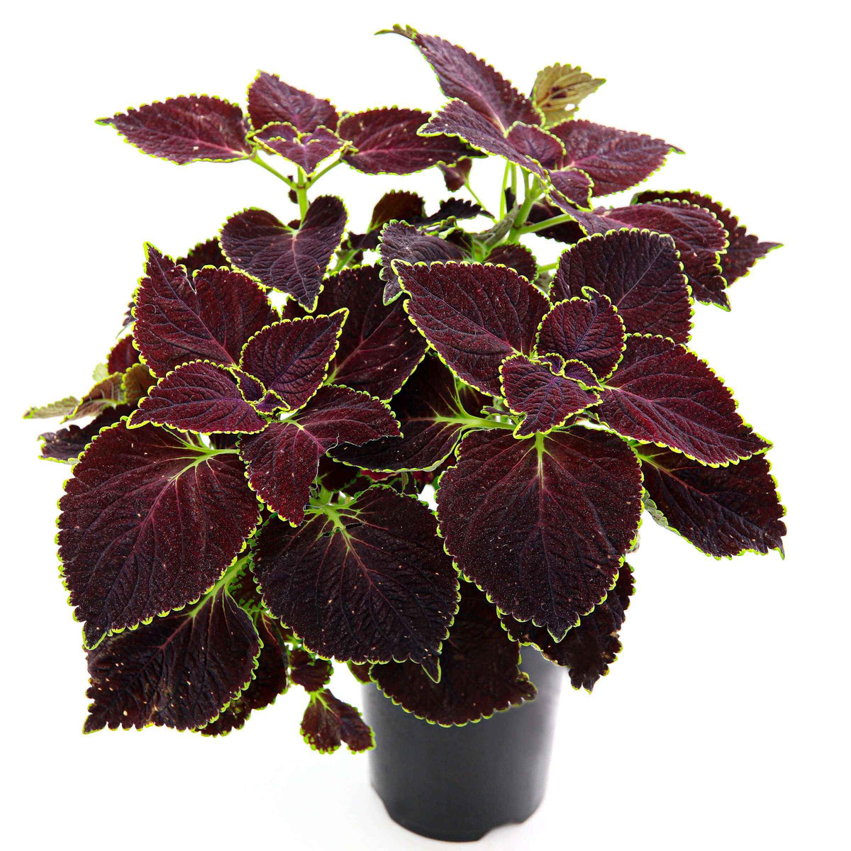 Coleus Broad Street - Rare Indoor Plant Australia