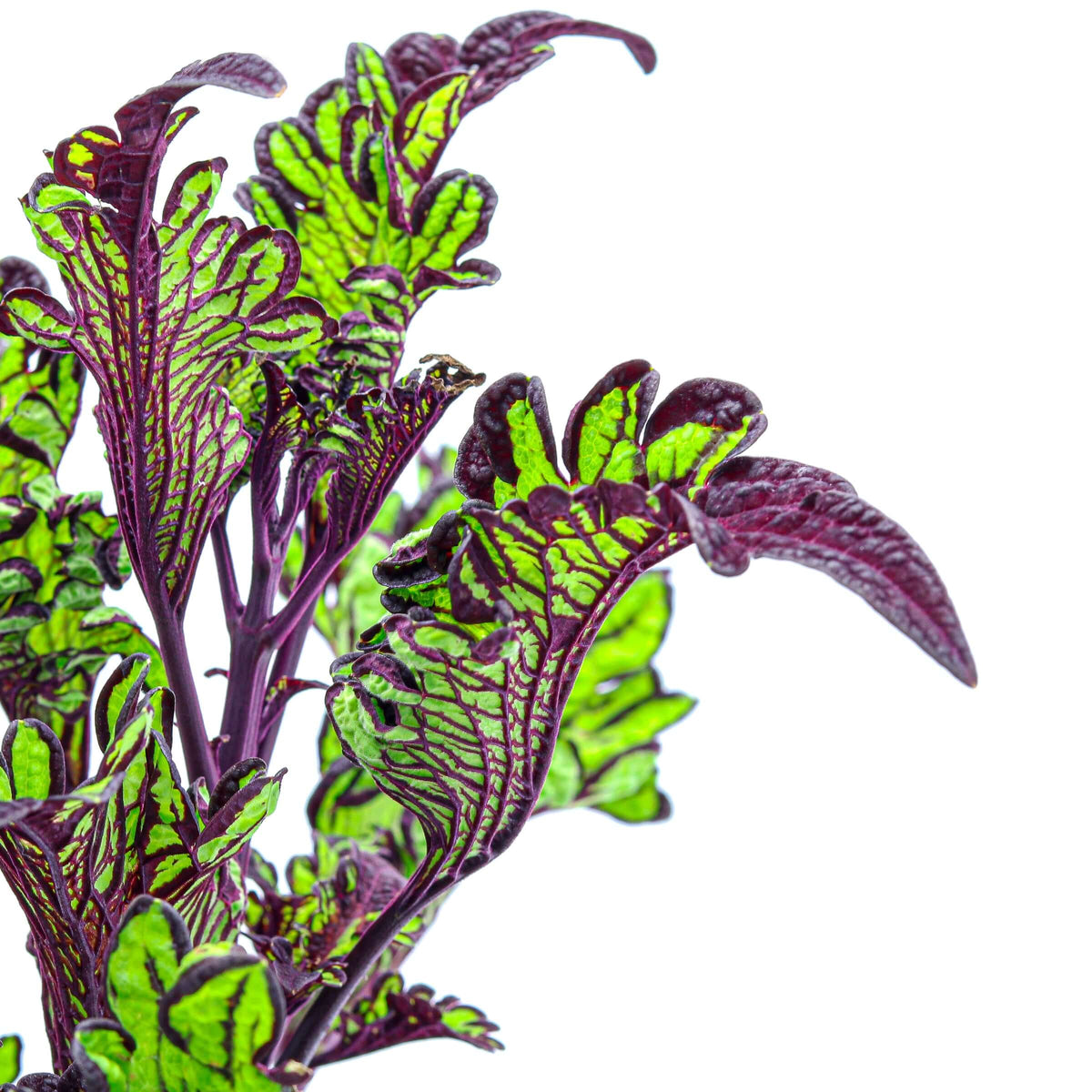 Coleus Rodeo Drive - Vibrant Indoor Plant