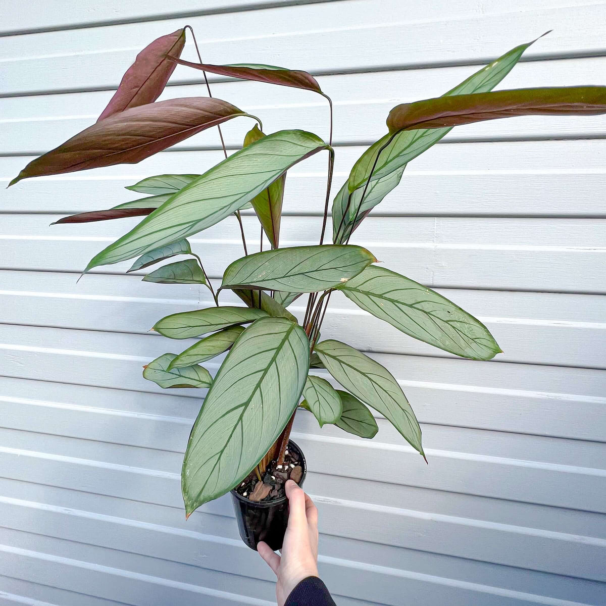 Ctenanthe Setosa 'Grey Star' – Rare Indoor Plant