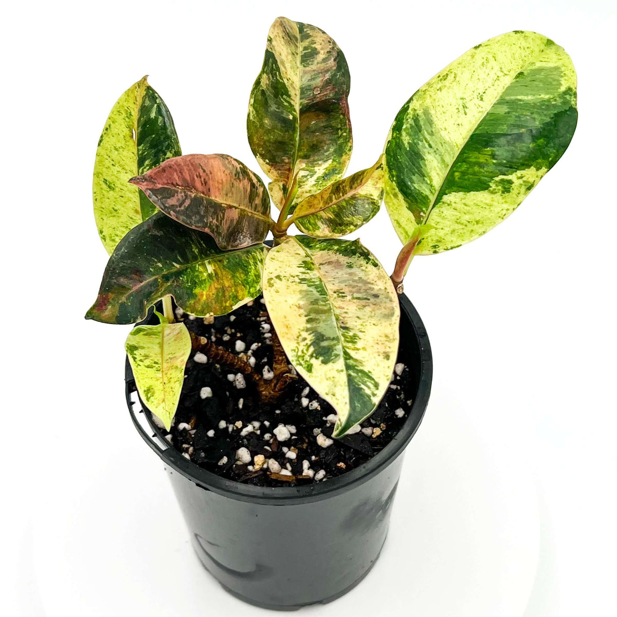 Ficus Elastica Marble - Rare Indoor Plant Australia