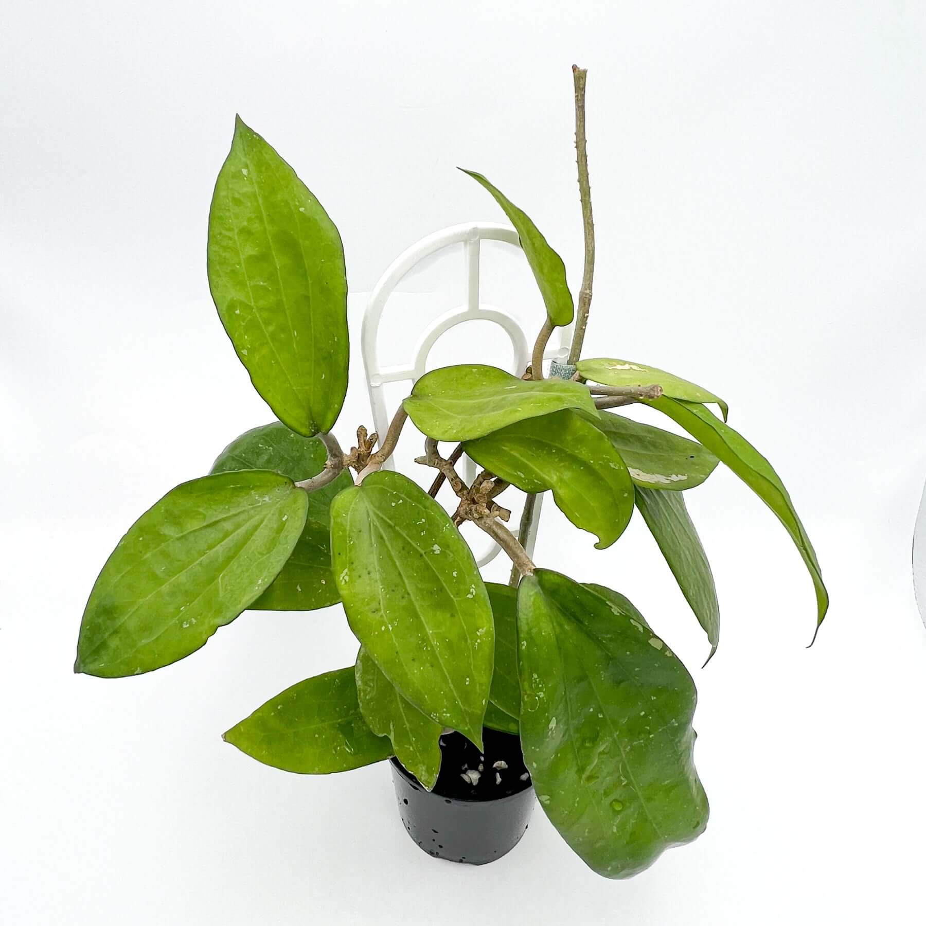 Buy Hoya purpureo-fusca - Rare Indoor Plant Australia