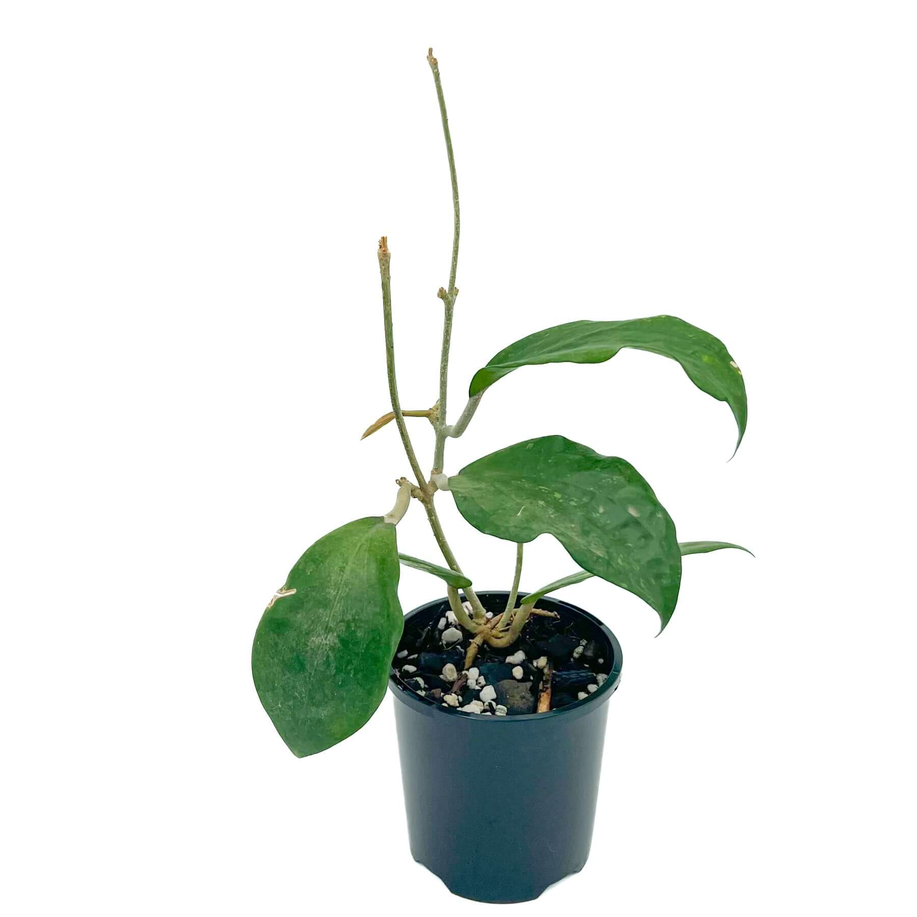 Hoya Purpureo-Fusca - Buy Rare Indoor Plants Online