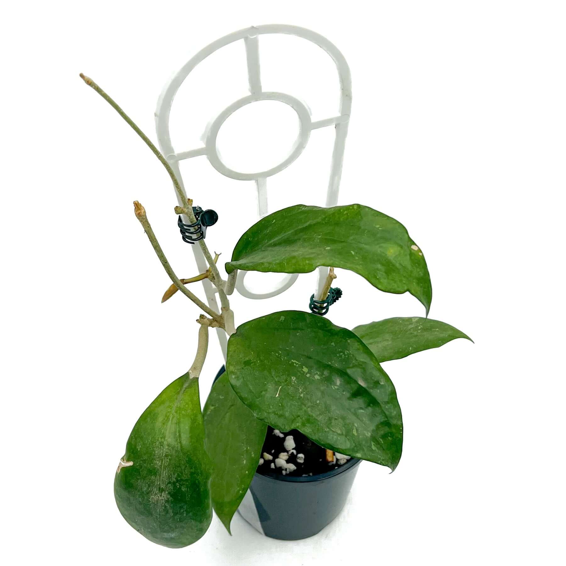 Hoya Purpureo-Fusca - Buy Rare Indoor Plants Online
