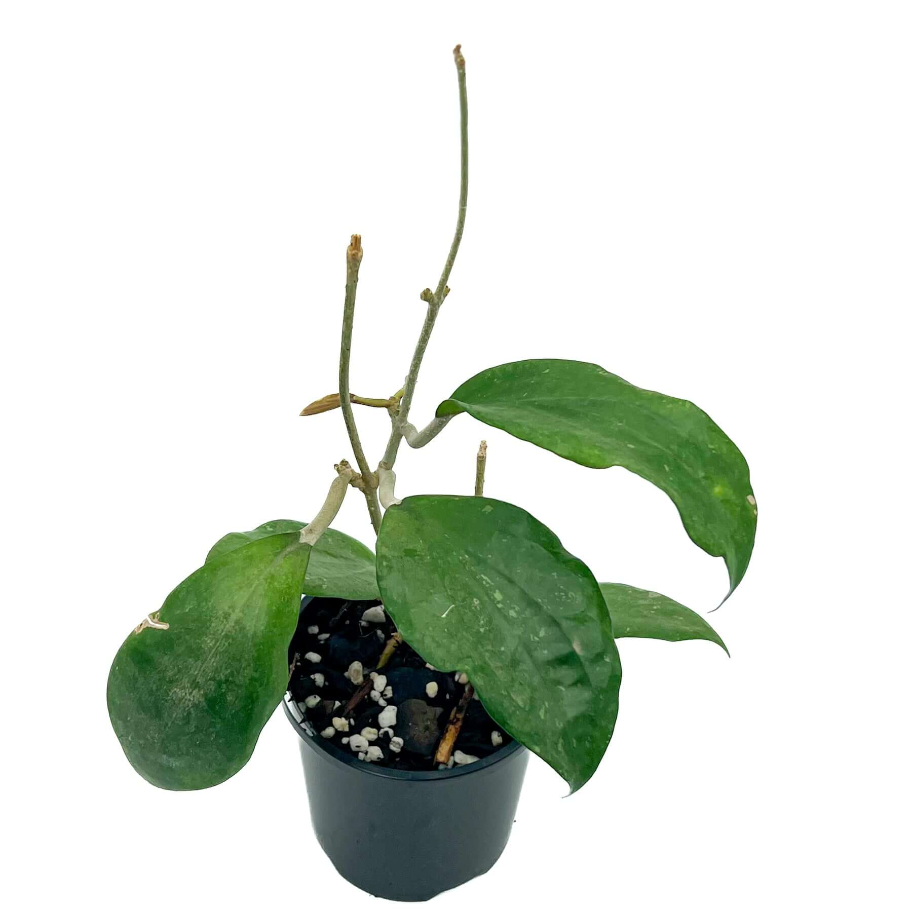 Hoya Purpureo-Fusca - Buy Rare Indoor Plants Online