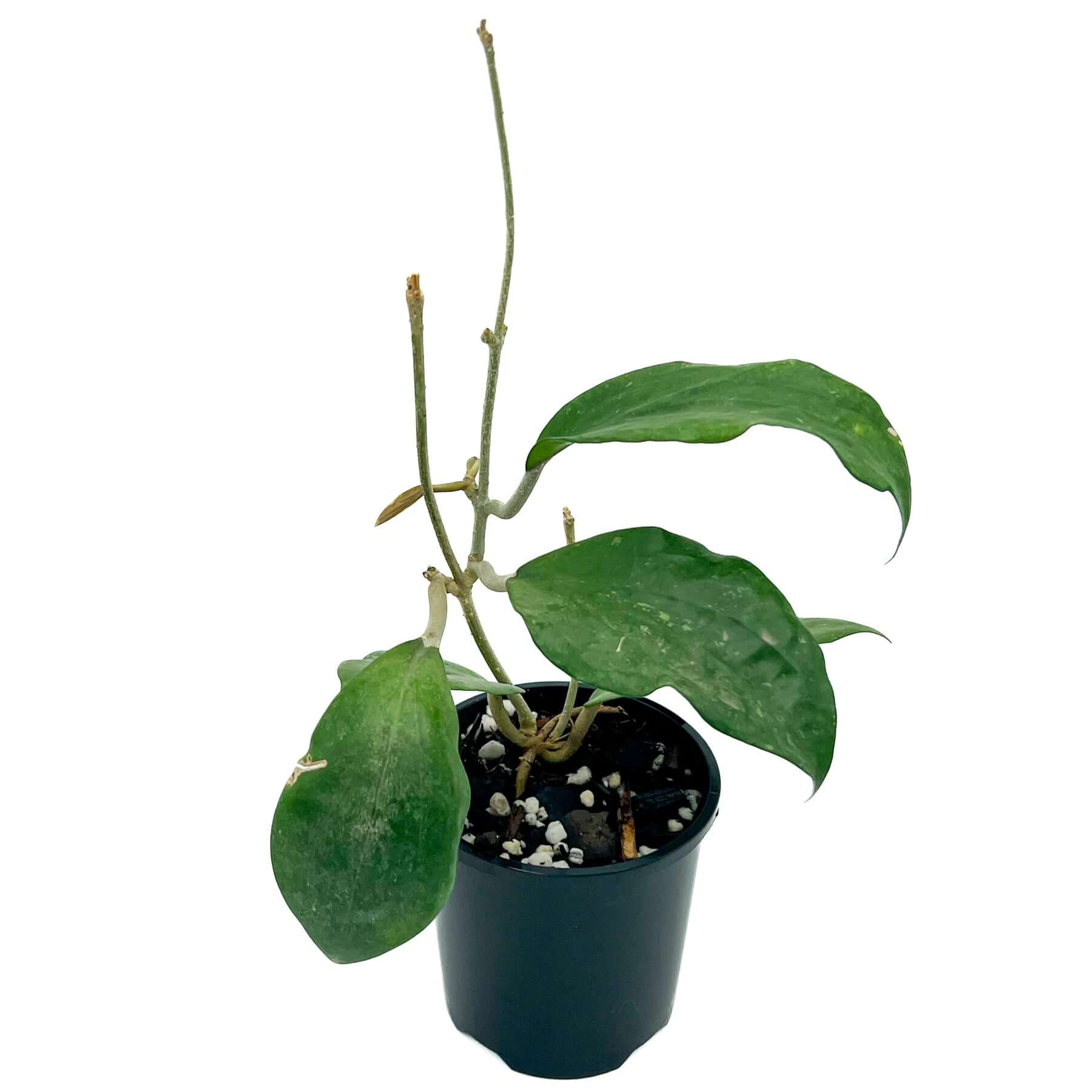 Hoya Purpureo-Fusca - Buy Rare Indoor Plants Online