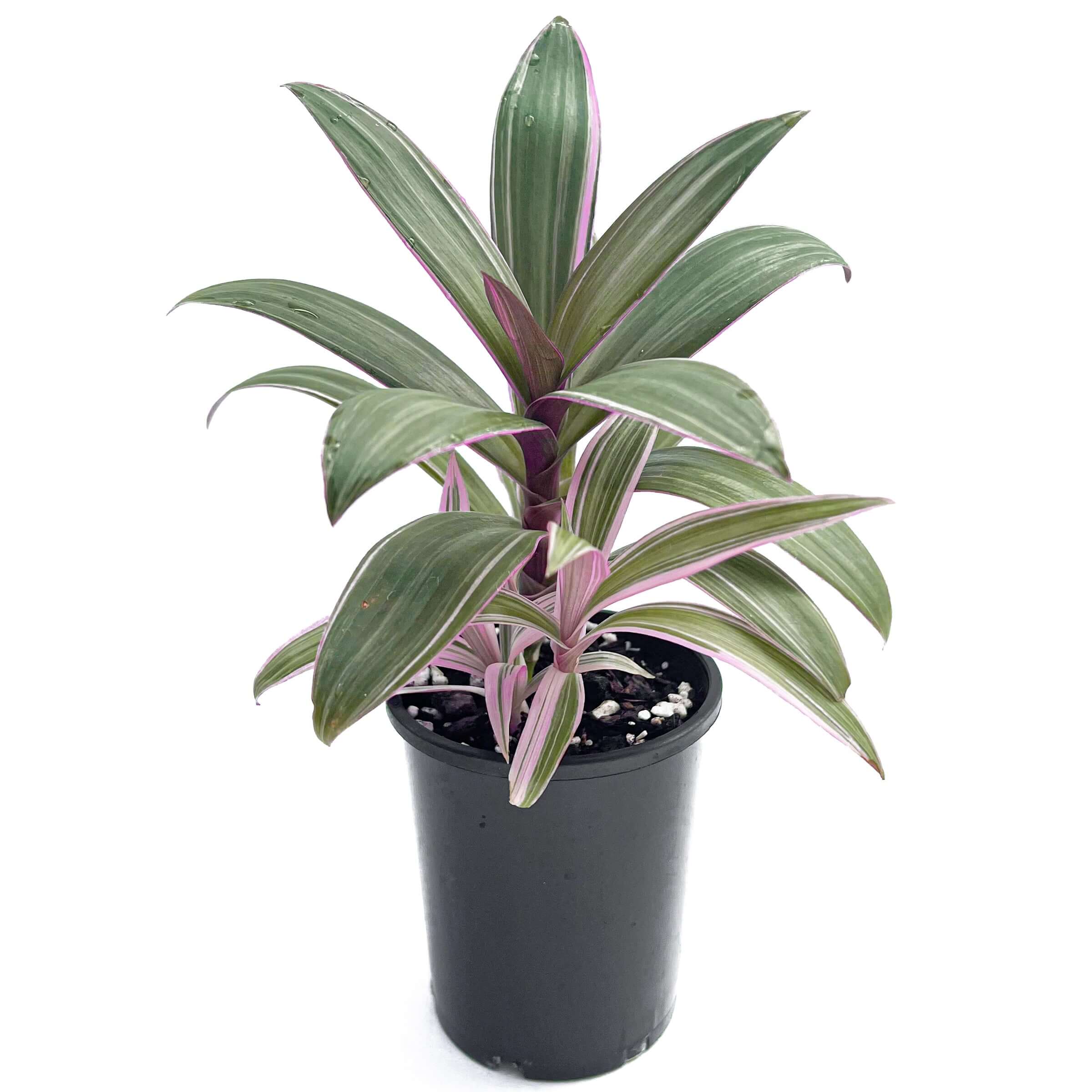 Buy Rhoeo 'Stripe Me Pink' - Rare Indoor Plants Australia